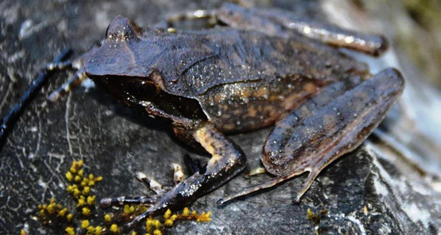 Rare Frog Species